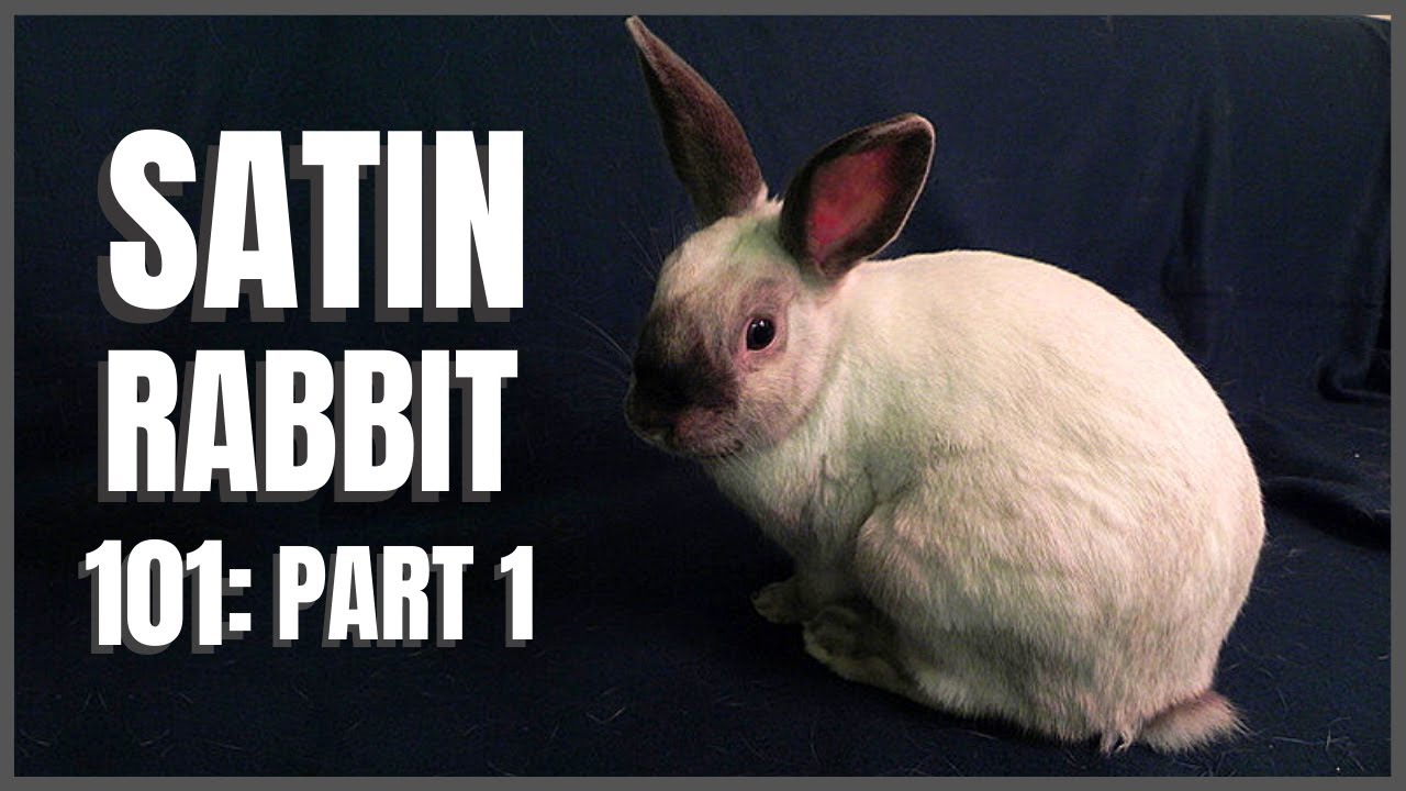 Satin Rabbit