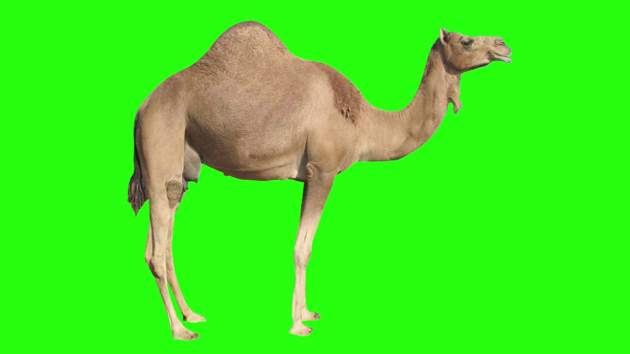 Green Screen Camel #short - YouTube