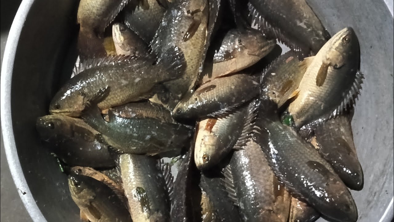 ukabi achouba khoi da faba - YouTube