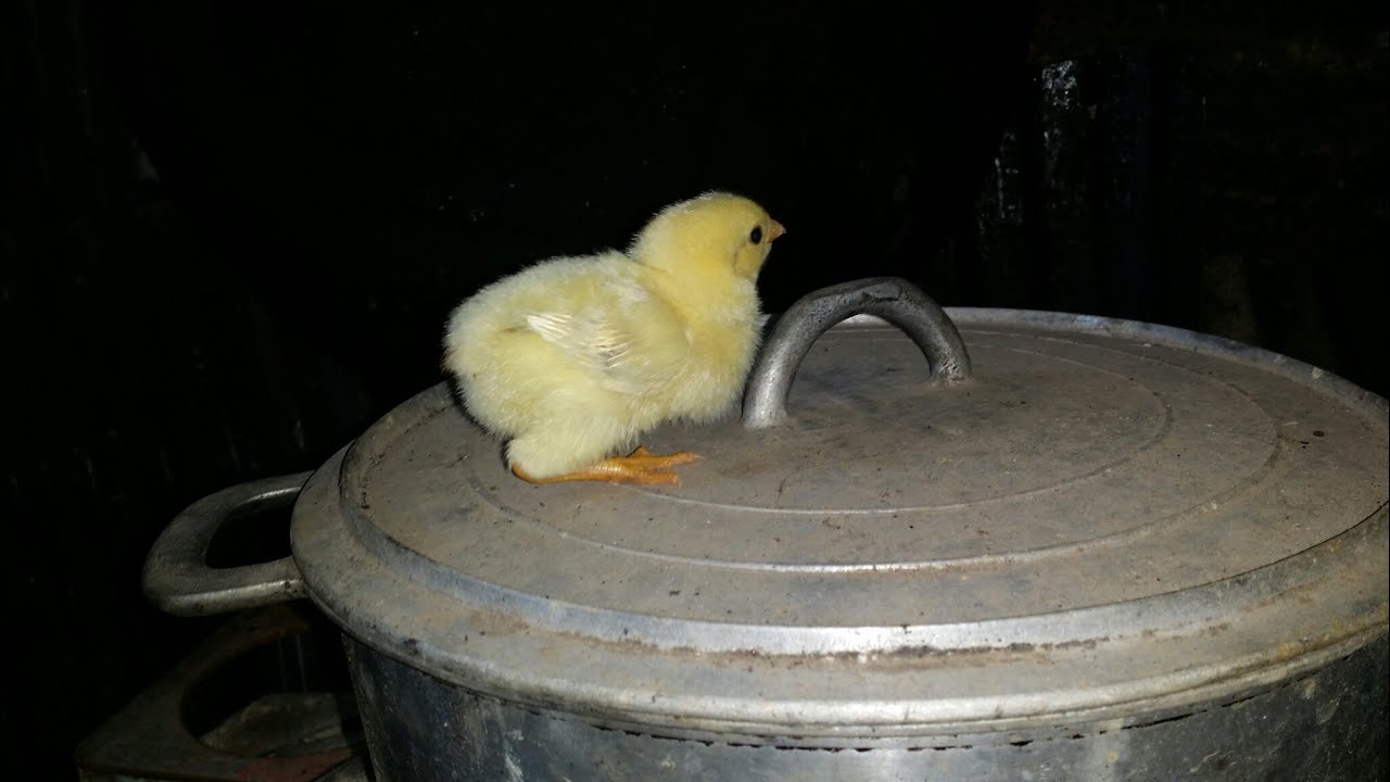 Small baby bird crying when play at kitchen. baby chicken. Chick cute ...