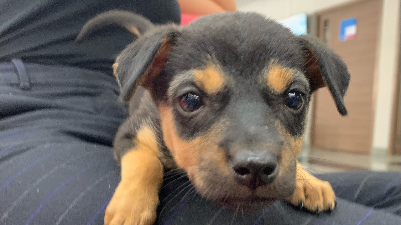 Dog play Hi5 while wait for vet / BLACK DOG BOONLON ON TIKTOK - YouTube