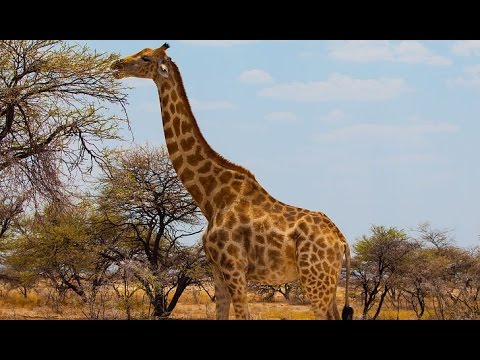 Giraffe Feeding Platform Cam - YouTube