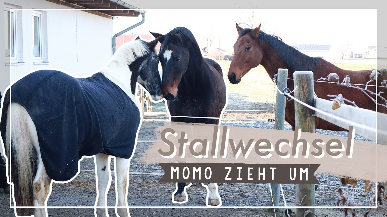 STALLWECHSEL FMA | Momo zieht um // A&G HorseDiary - YouTube