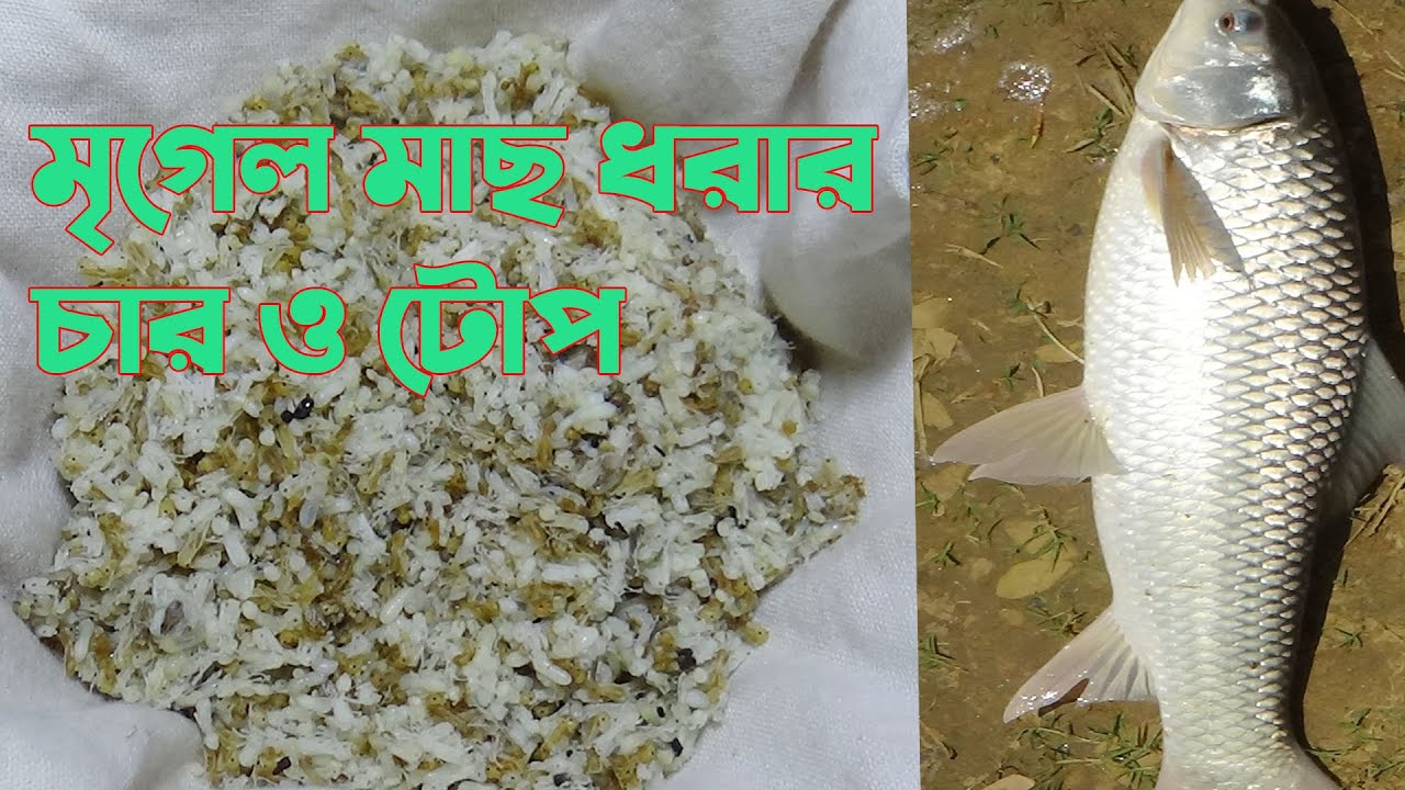 মৃগেল মাছ ধরার চার ও টোপ mrigal macher char & top mrigal fish bait ...