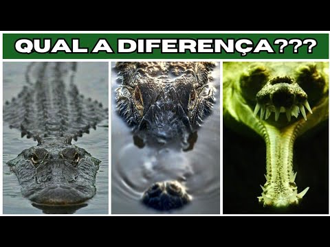 QUAL A DIFERENÇA ENTRE JACARÉ, CROCODILO E GAVIAL? - YouTube