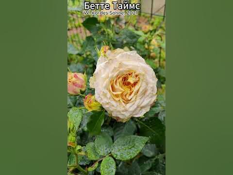 Роза Бетте Тайм в продаже! 12.08.23 - YouTube