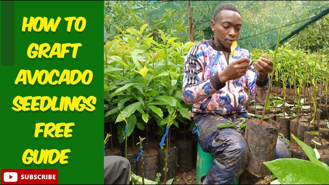 Episode 11: How To Graft Avocado Seedlings | A Free Detailed Avocado ...