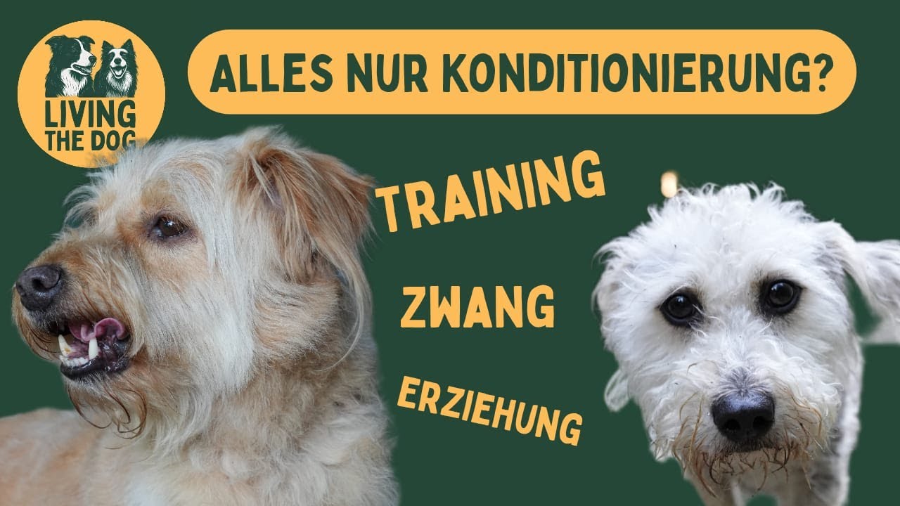 Einãscherung Von Hunden
