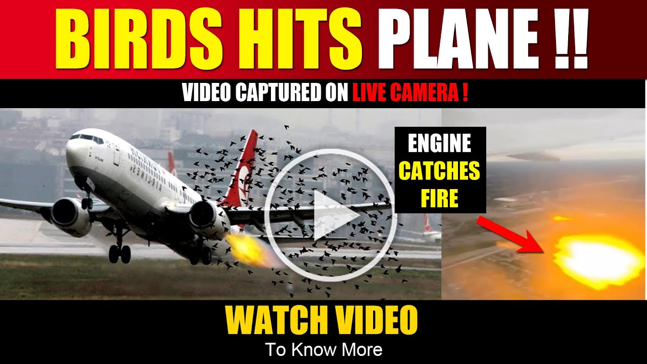 Plane Catches Fire After Bird Hit | American Airlines flight Catches ...