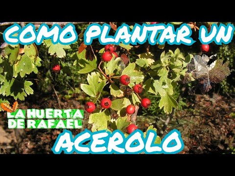 Cómo plantar un acerolo [Crataegus azarolus]•Arbol todoterreno•El ...