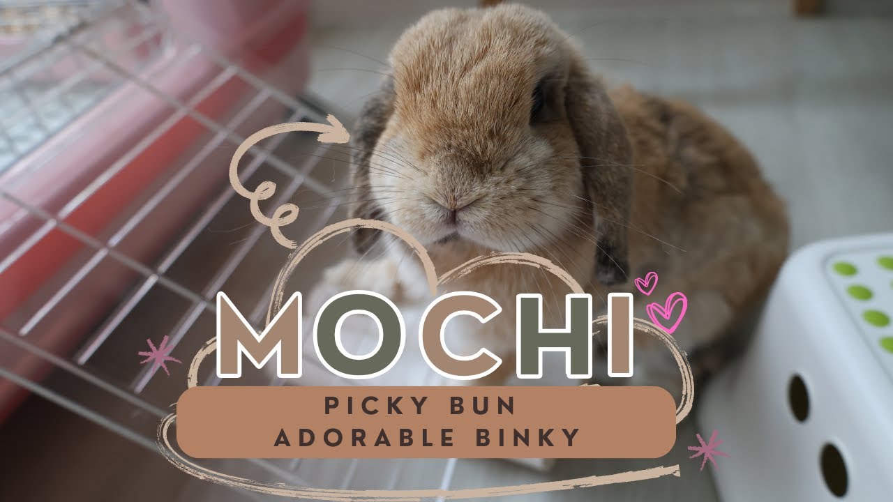 🐰😊Adorable Bunny Binky: A Guaranteed Mood Booster! - YouTube