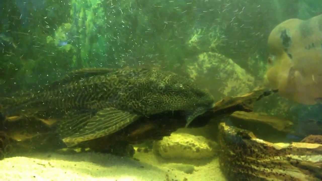 FLOWERHORN Fish (Hua Luo Han) - YouTube