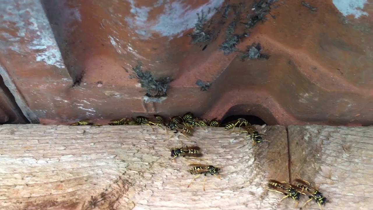 Wasps sleeping in a morning - YouTube