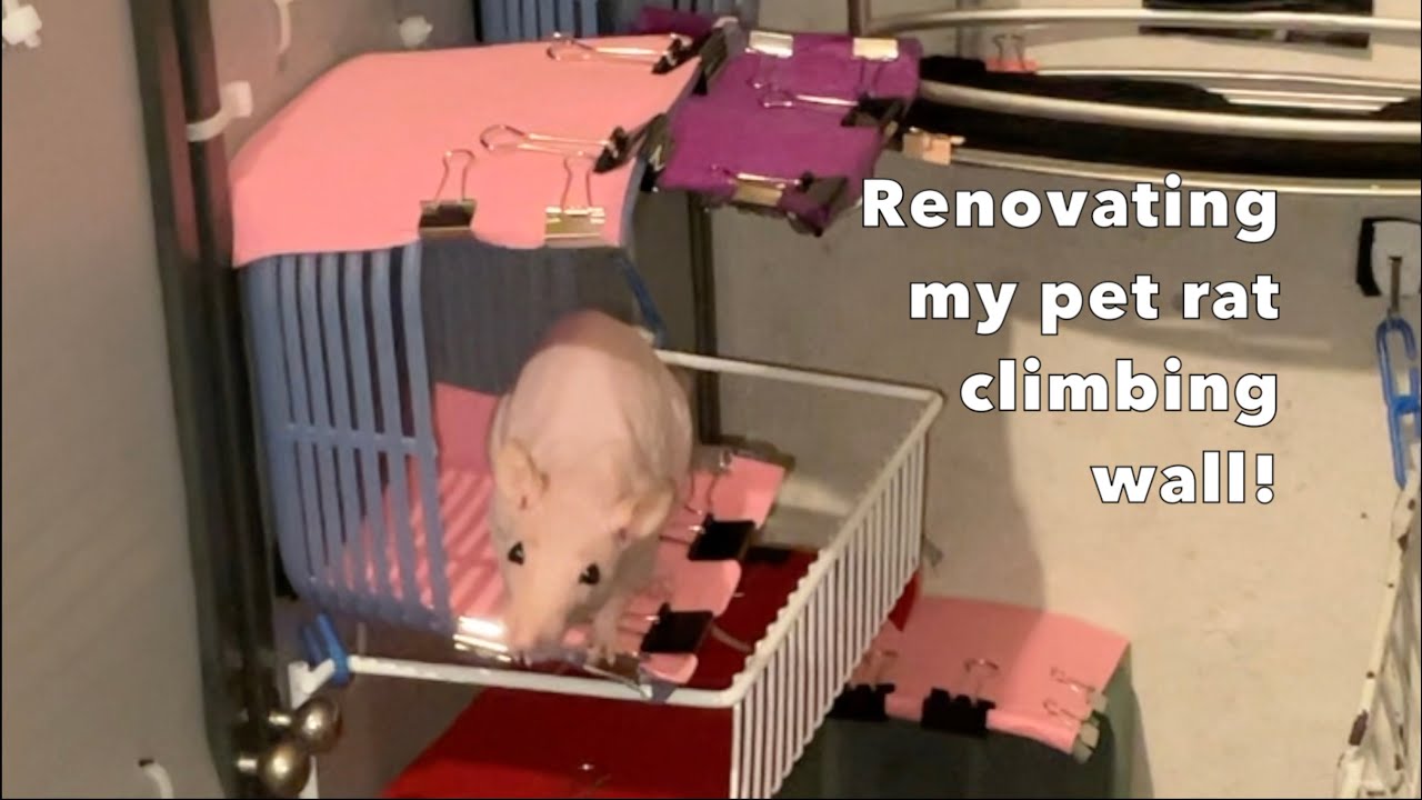 Renovating My Pet Rats Climbing Wall! - YouTube