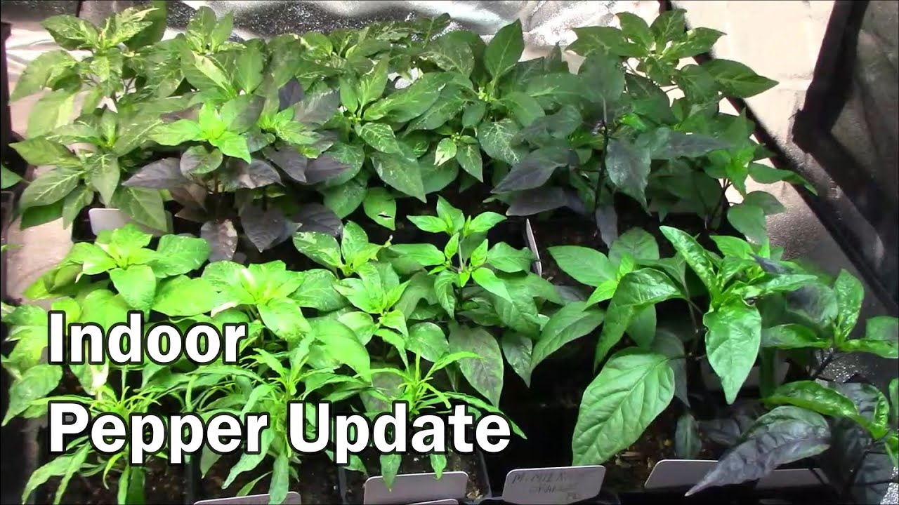 Indoor Pepper Update And Seed Announcement - Carnivorous Plants Too ...