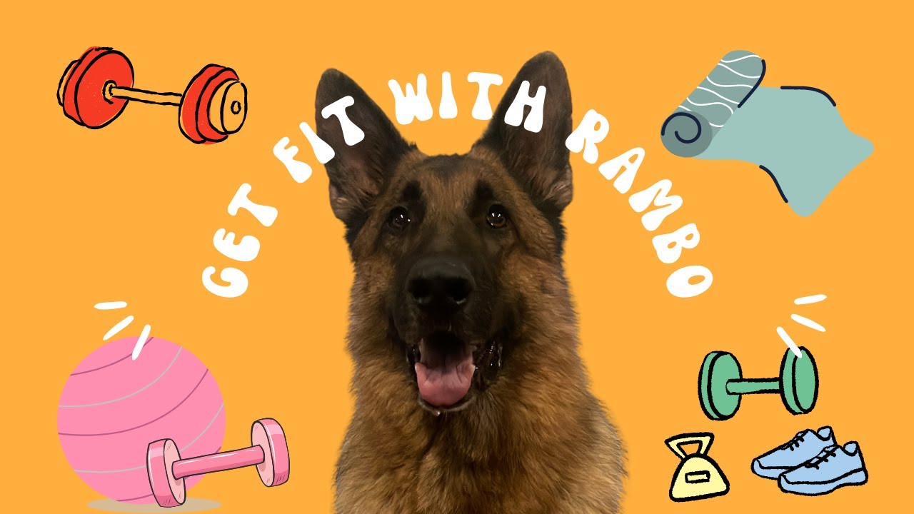 How To Exercise Your Dog - Core Exercise - YouTube