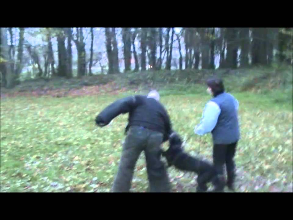 phv enter nitro v/d/ kepa kennels - YouTube