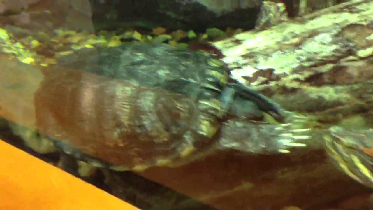 Turtle Hand Waving - YouTube