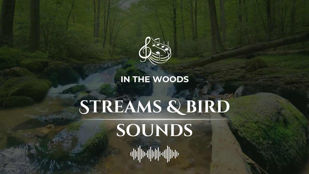 Peaceful Forest Stream & Birds Chirping | Relaxing Nature Sounds ...