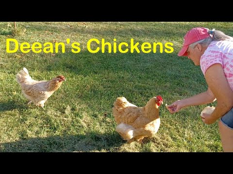 Deean's Chickens directed by Sherry Allred October 12, 2022 - YouTube