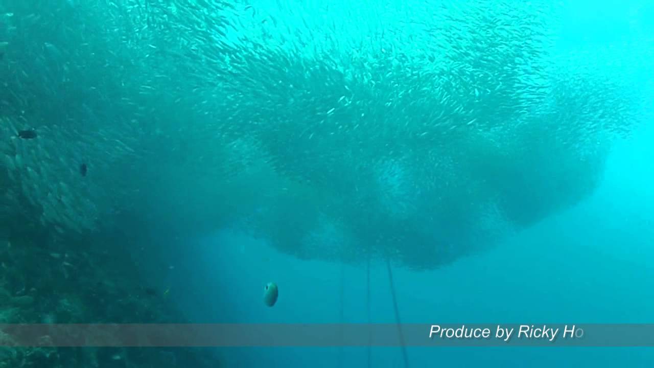 Sardine storm HD 沙甸風暴 高清 - YouTube