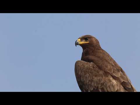 When you soar like an eagle, you attract the hunters.