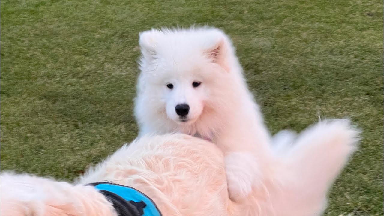 What tired baby samoyed looks like 🤣😍 - Floof style #puppy #dog # ...