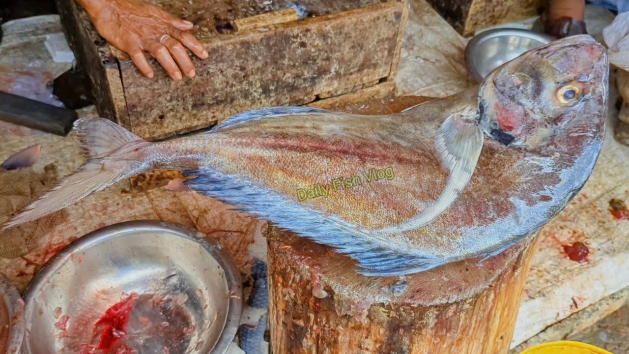 ATTRACTIVE!! Biggest Street Fish Cutting Big Trevally Fish Cutting ...