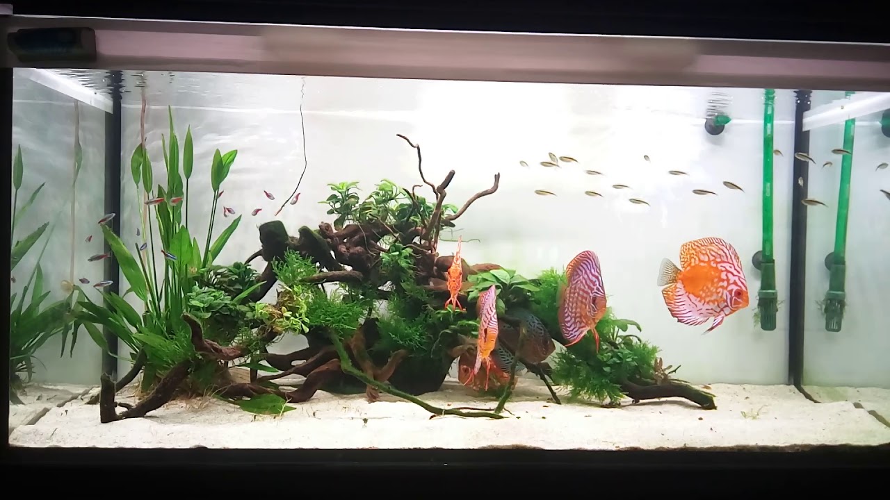 Low tech less maintenance discus tank. - YouTube
