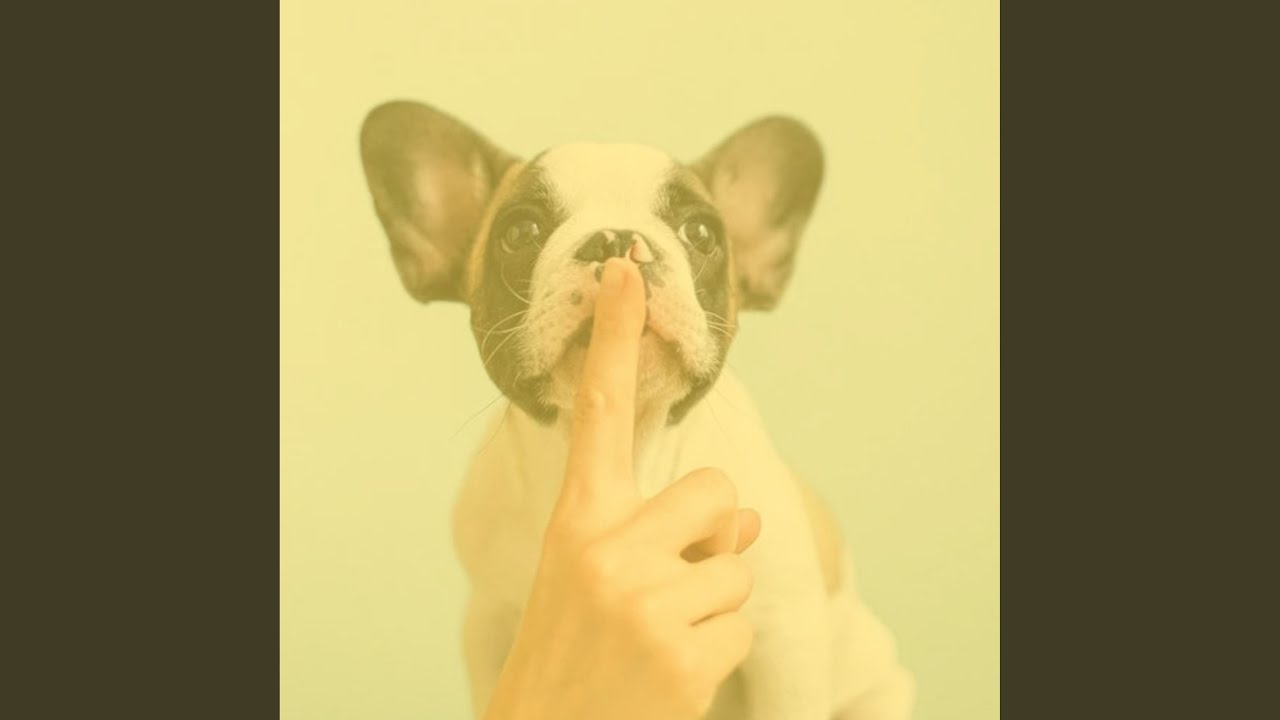 Background for Dog Training - YouTube