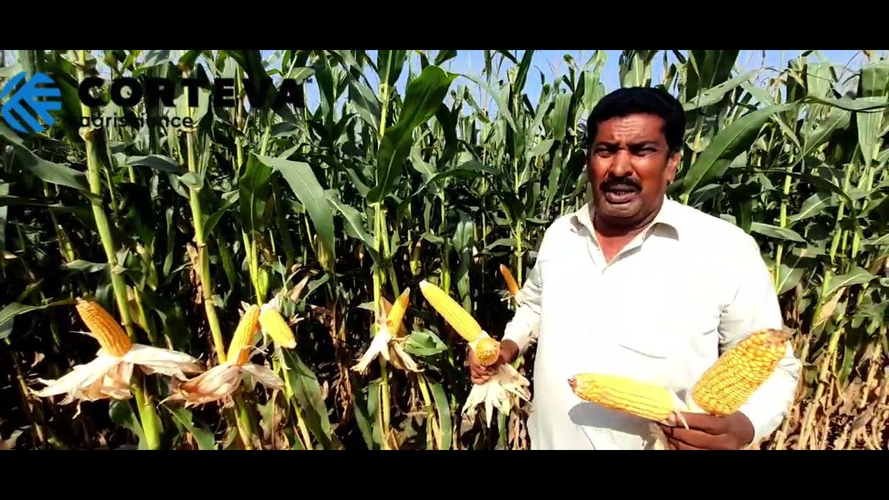 Corteva Pioneer New Autum Hybrid P3875 Farmer Views - YouTube