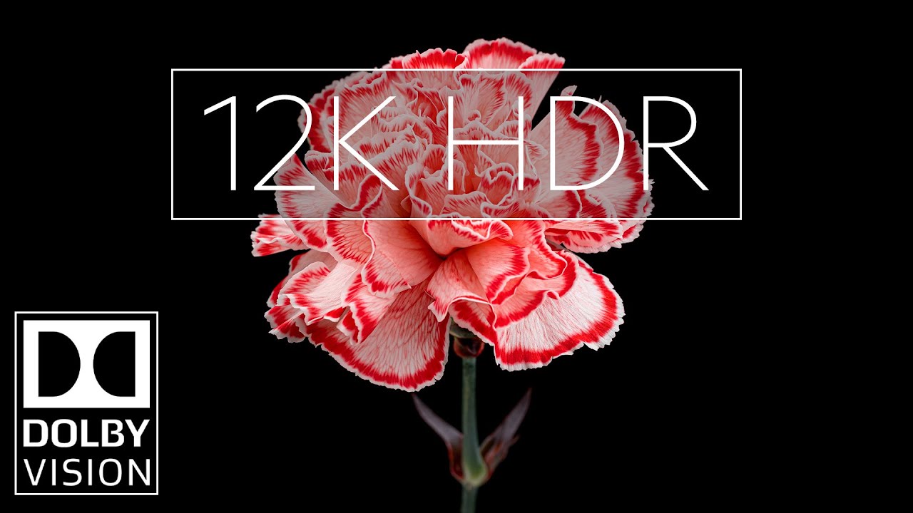 Flowers Blooming in 12K HDR 60FPS Dolby Vision Demo - YouTube