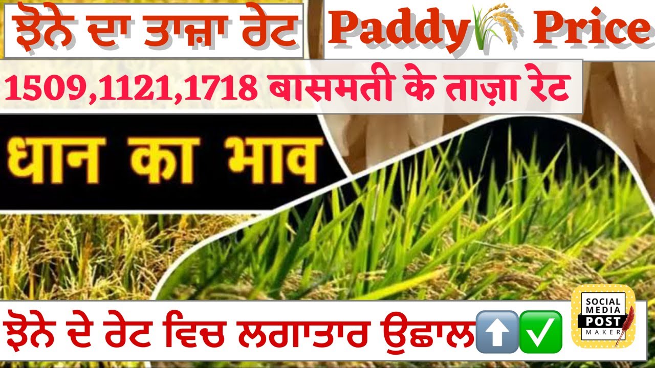 Paddy Prices Today| ਝੋਨੇ ਦੇ ਰੇਟ ਵਿਚ ਲਗਾਤਾਰ ਉਛਾਲ ਜਾਰੀ |Paddy 1509,PR-26 ...