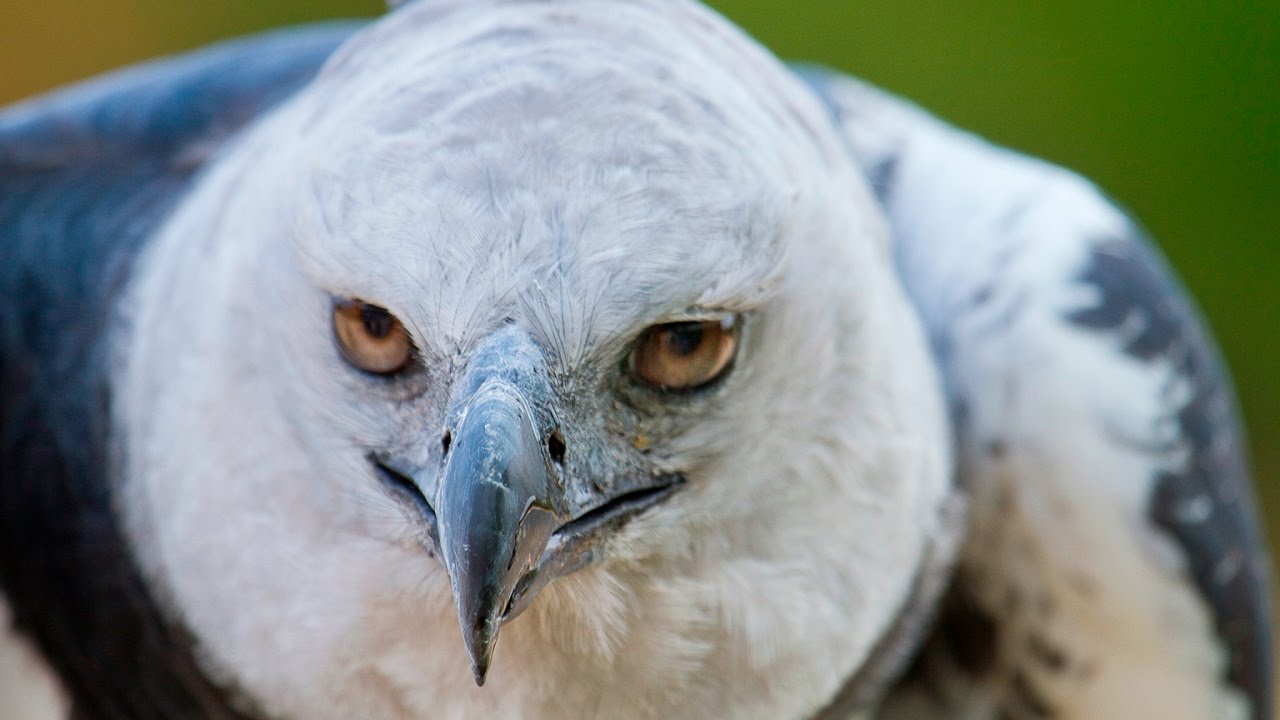 Eagle Harpia performing capture in full city in Brazil. / Harpia ...