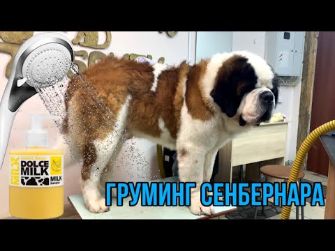 Сенбернар впервые на ГРУМИНГЕ | Как помыть большую собаку?