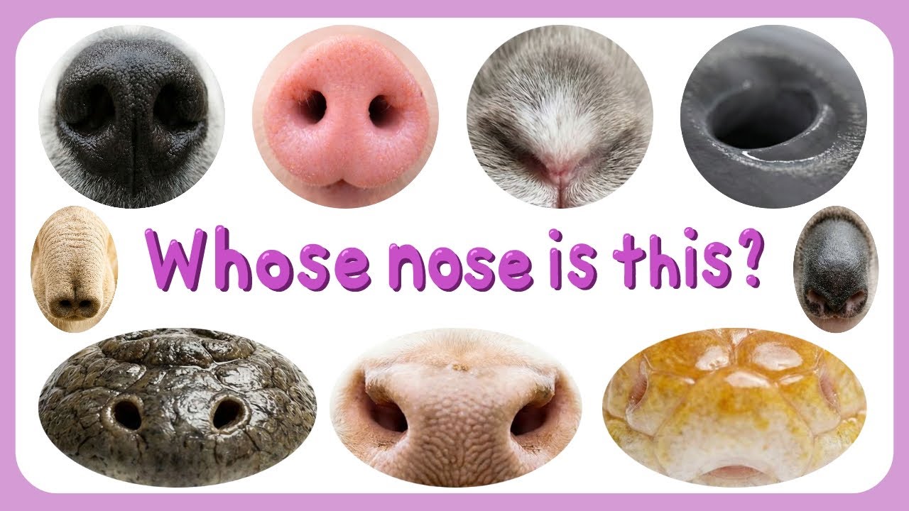 Whose Nose Is This? 🐾 Fun Animal Nose Quiz for Kids | 37 Animal Noses ...