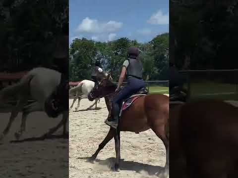 FAIL chute de cheval sans gravité pferd cavalo horse