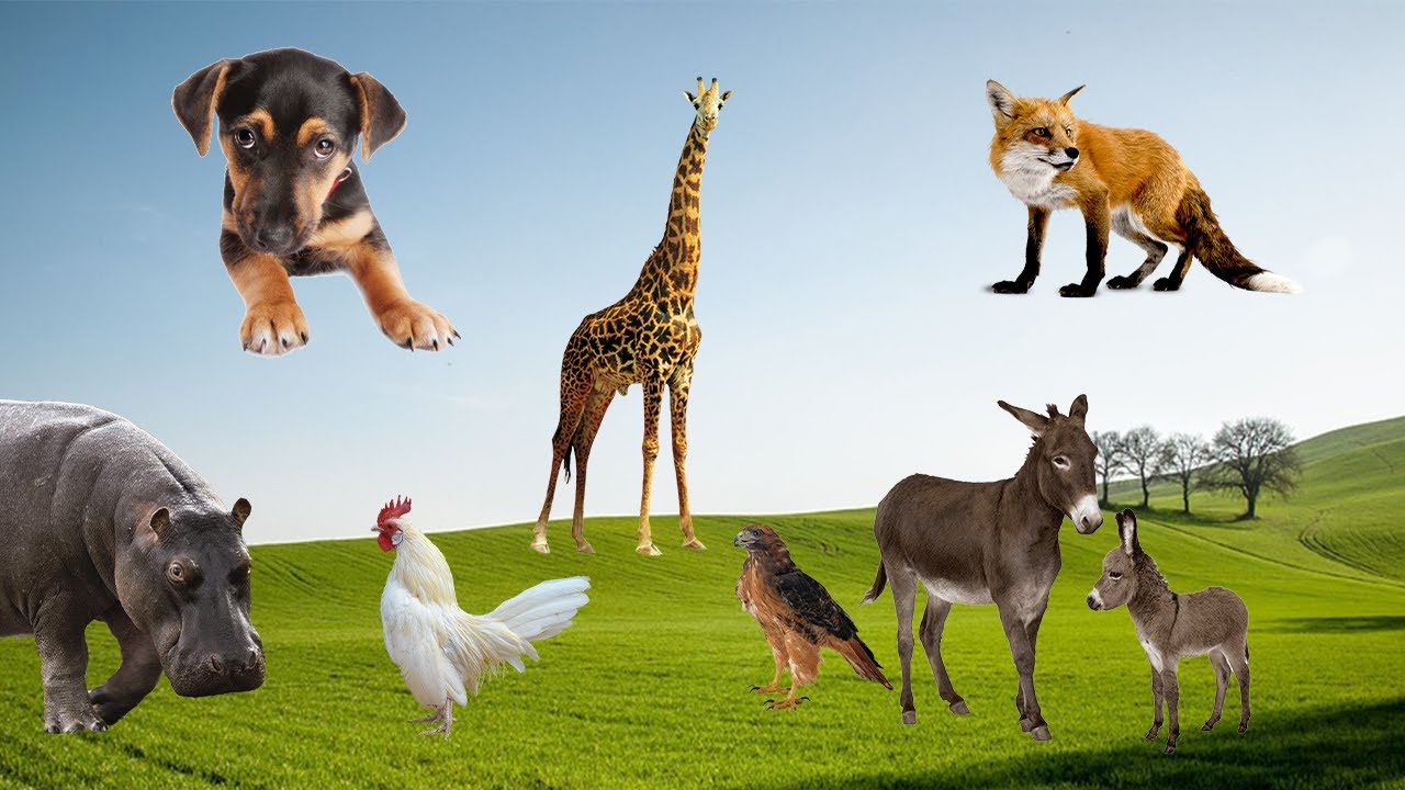 Animal Videos Funny | Animal Fight Videos | Wild Animals | Pet Animals ...