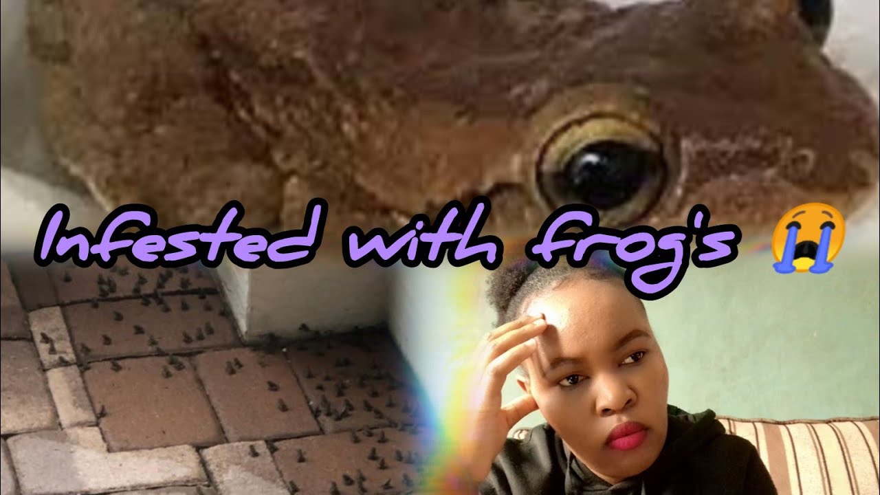HOW FROG'S 🐸 FRUSTRATED MY LIFE 😭 //MY HOUSE INFESTED BY FROG'S // Now ...