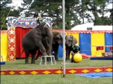 The Franzen Elephants - YouTube