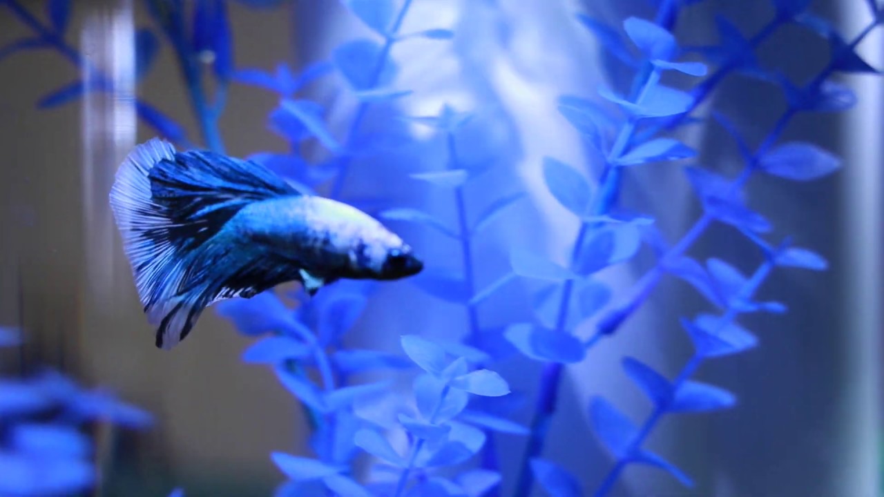 Blue Marble Butterfly Halfmoon Betta - Unboxing - YouTube