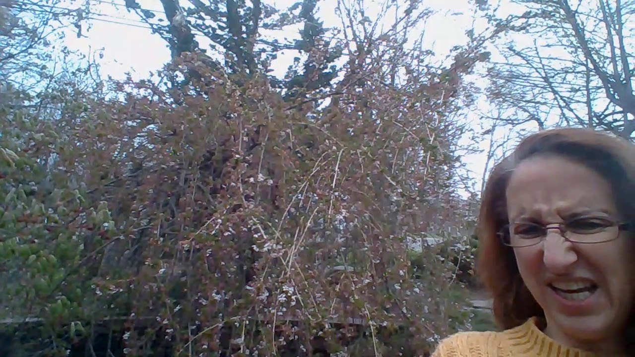True story - Weeping Cherry Tree - YouTube