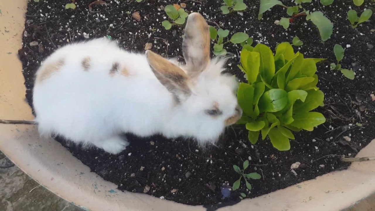 Rabbit eating broccoli - YouTube