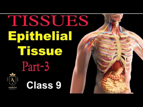 Tissue|Part -3|Epithelial tissue|Class 9th science NCERT||Animal ...
