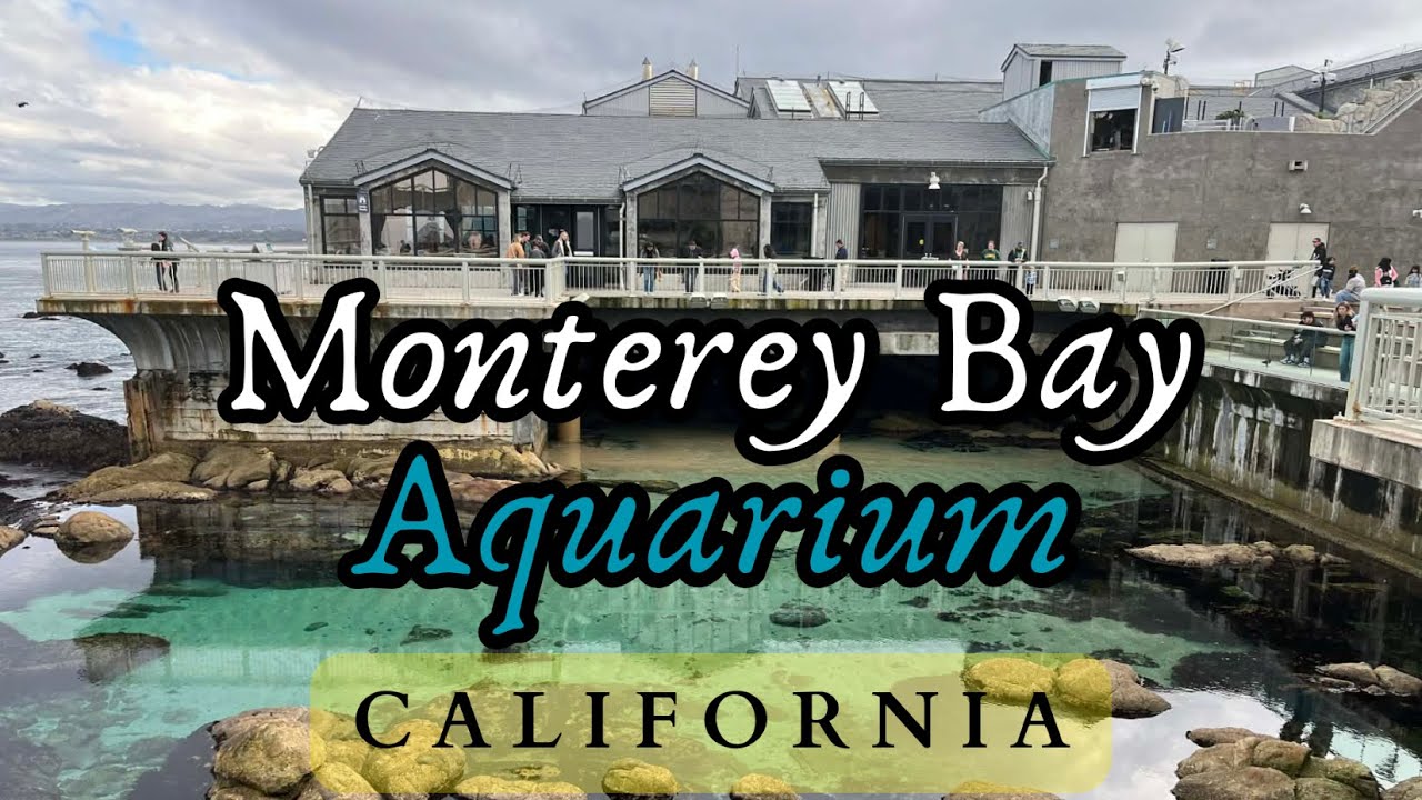 LET'S SEE OCEAN ANIMALS! at the Monterey Bay Aquarium #sealife # ...