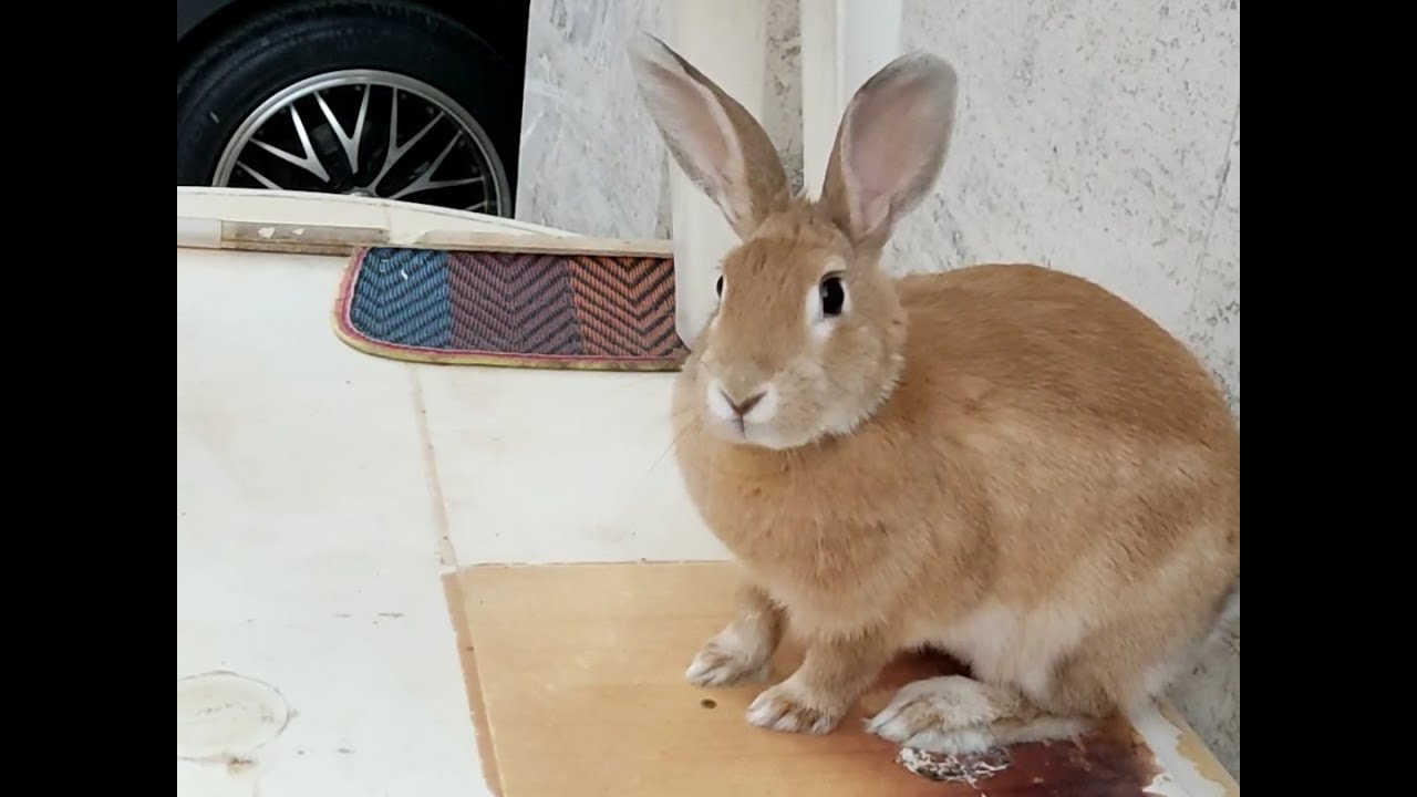 Playful rabbit loves to play - YouTube