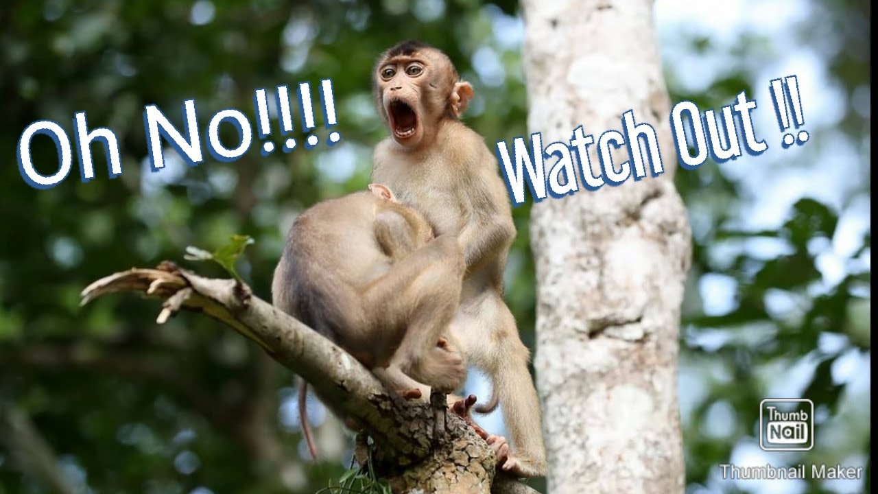 Try to stop laughing || Naughty Monkey funny tik tok || Funny monkeys ...