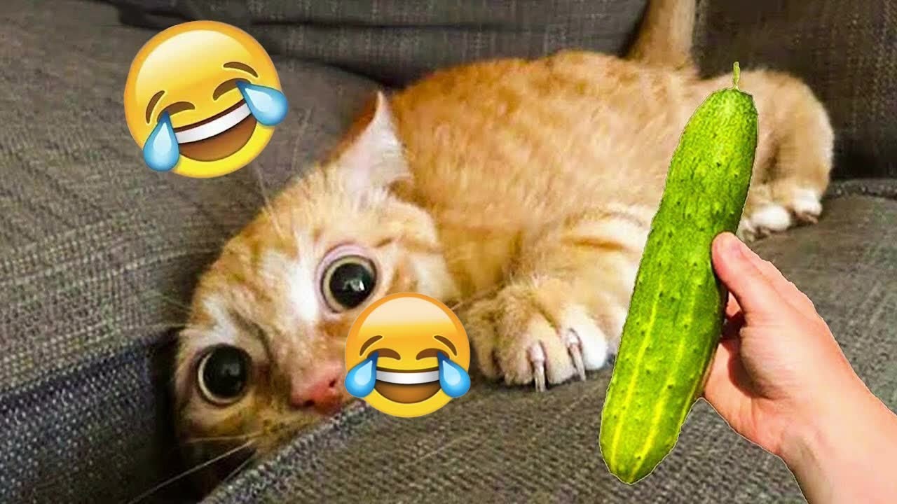 Funniest animals will make you laugh uncontrollably🤣🐶 - YouTube