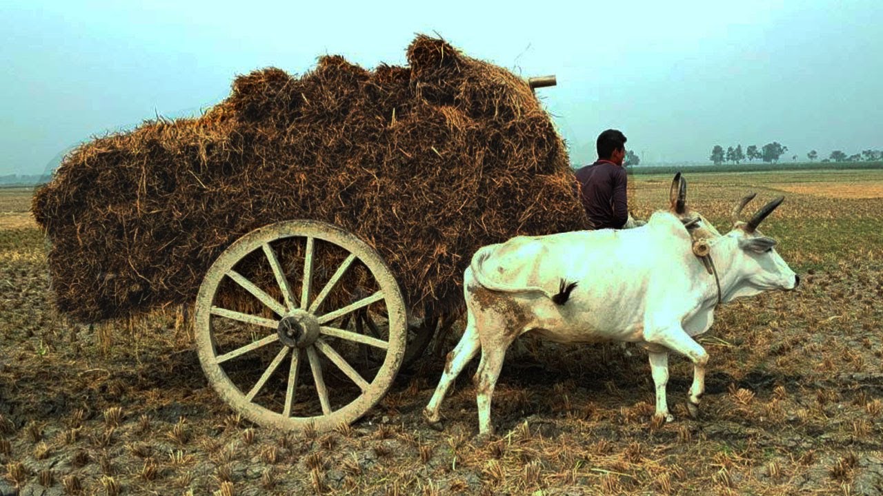 Bullock Cart Heavy Loaded Paddy // Bullock Cart // Village Agriculture ...