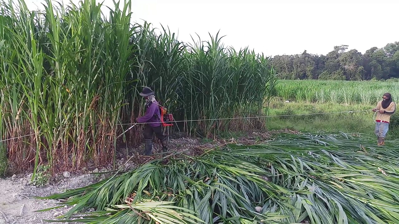 Innovative farming: BASIC TOOL : Harvesting napier grass - YouTube